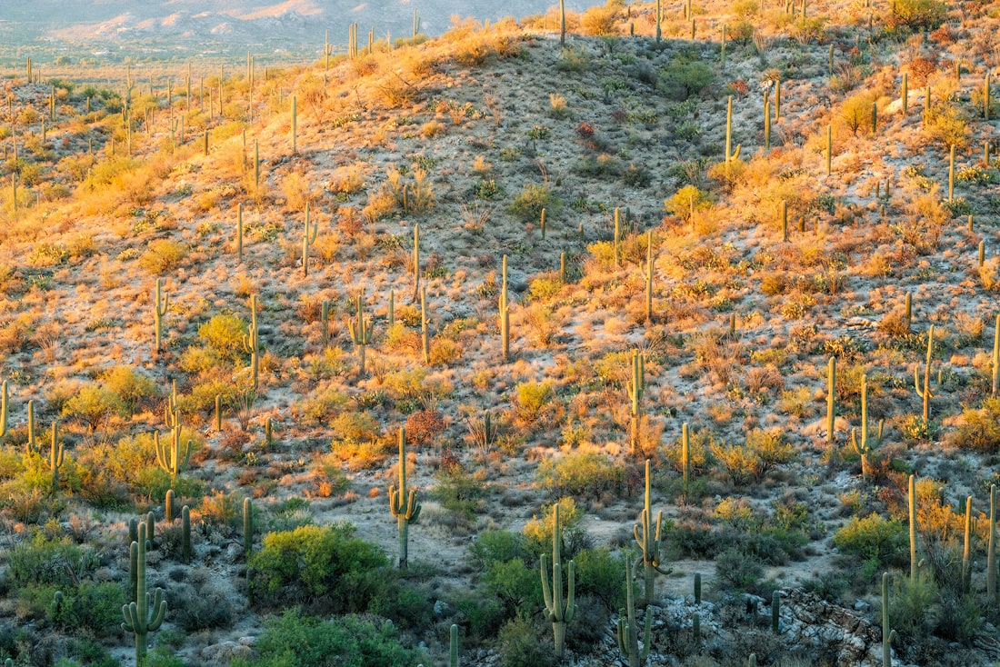 9 Best National Parks to Visit in Spring - Renee Roaming