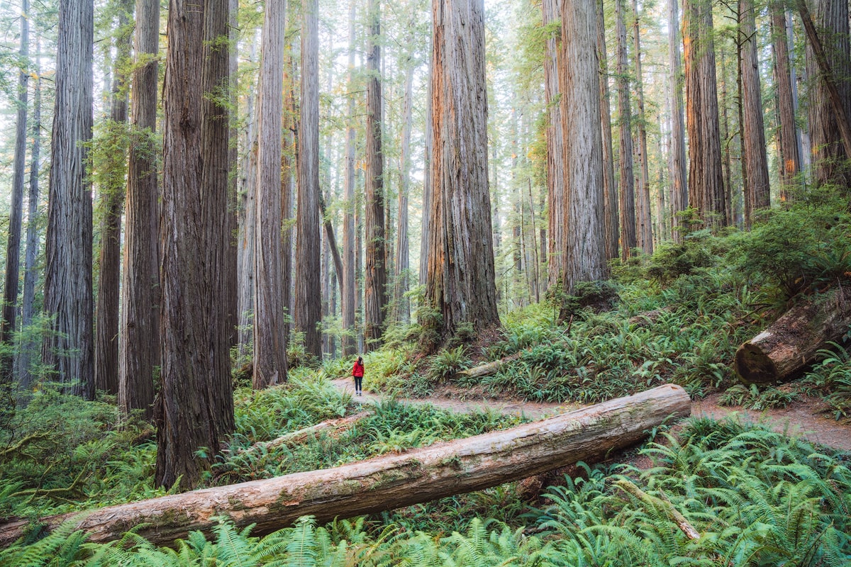 6 Absolute Best Hikes in Redwood National Park - Renee Roaming